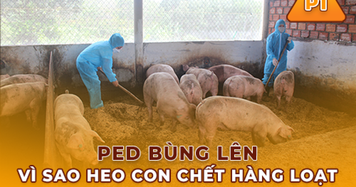 Phần 1: Tổng quan về dịch tiêu chảy cấp trên heo (PED)
