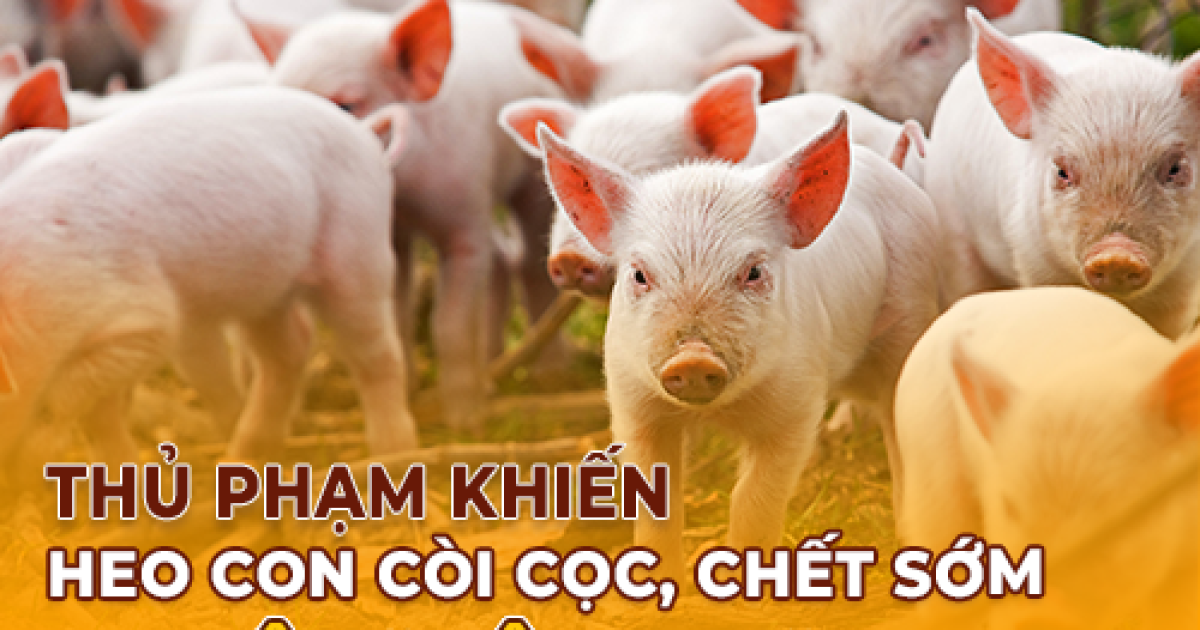 Heo bỏ ăn: Giải pháp nào cho bệnh lỵ ở heo?